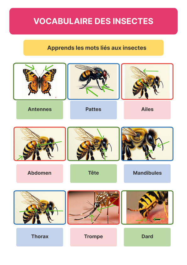 Fiches et activités sur les insectes en maternelle