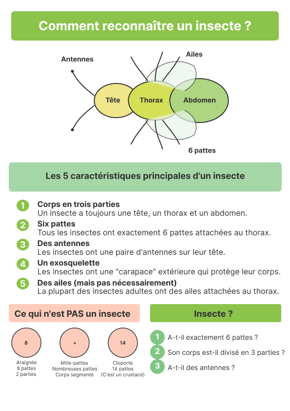 Fiches et activités sur les insectes en maternelle